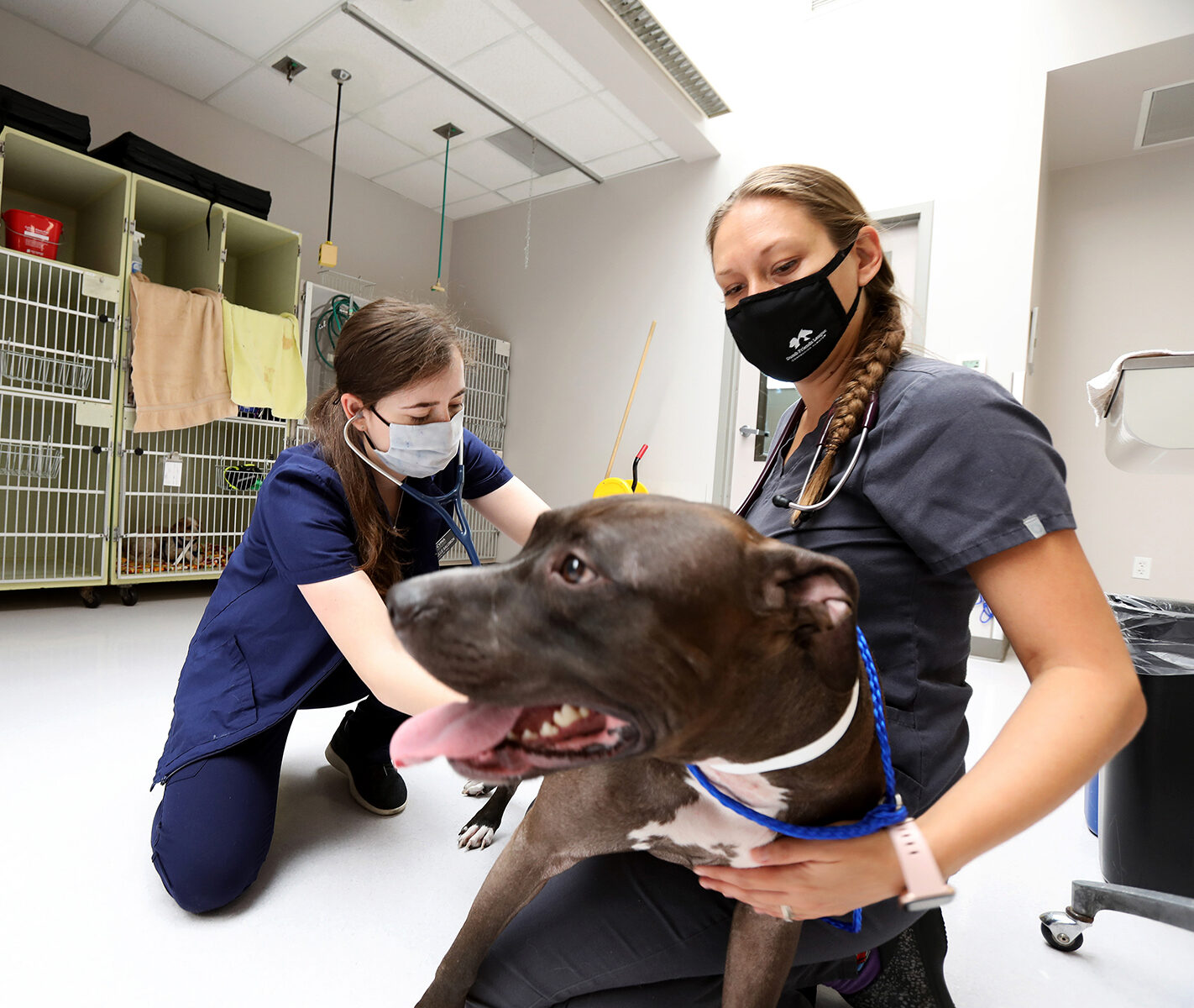 A Window On Veterinary Medicine | STATE magazine