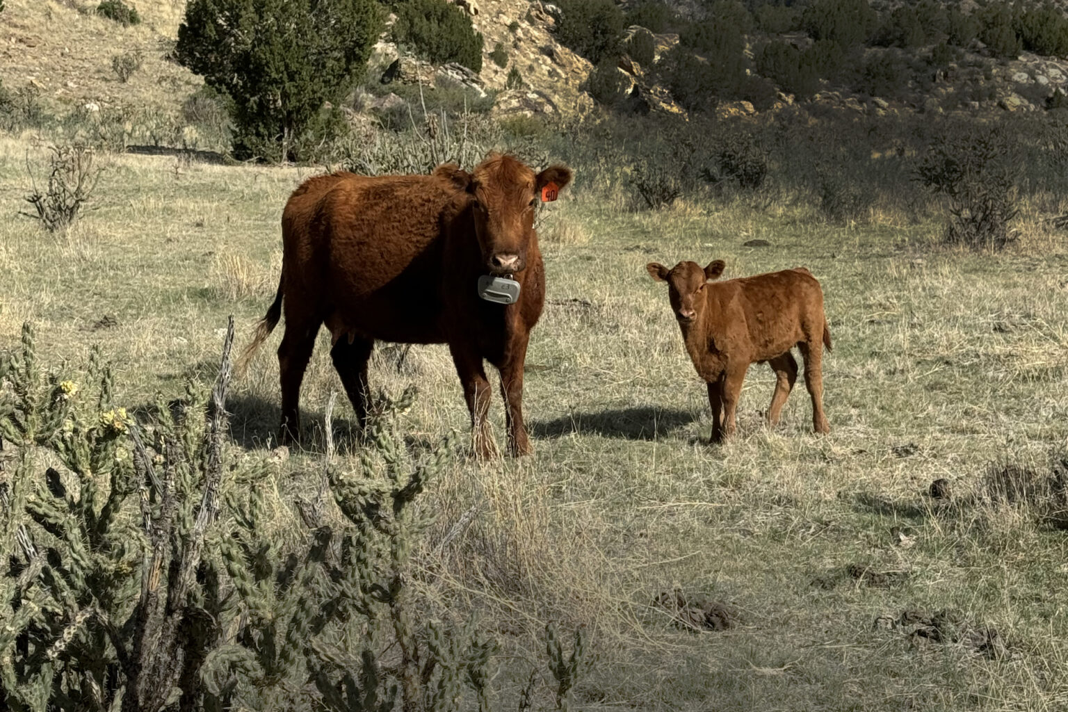 Virtual fencing | STATE